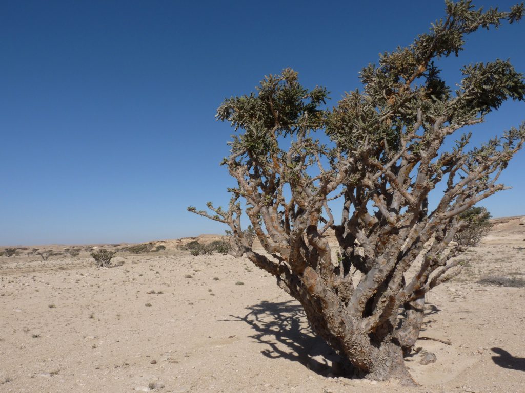 Weihrauch (Boswellia)